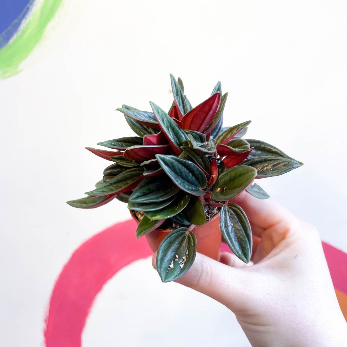 Peperomia caperata (Emerald Ripple Peperomia) – Sylvia Pass Nursery